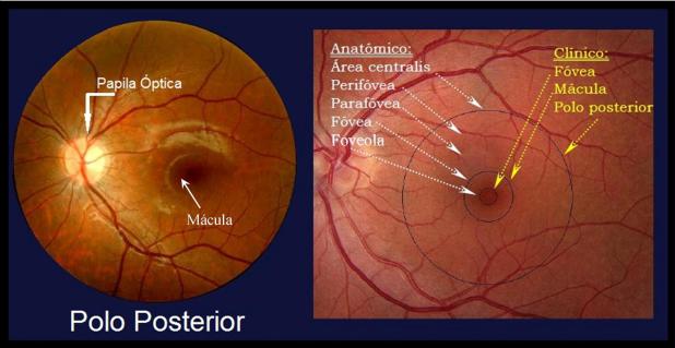 Oftalmologia-online - Retina